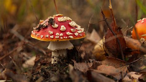 Mushroom Toadstool Fly Agaric Free Photo On Pixabay Pixabay