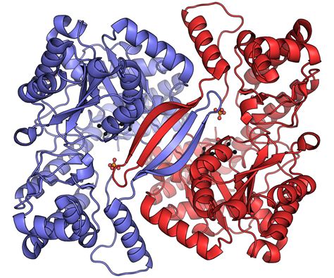 File Human Alanine Transaminase 2 Pdb 3ihj Png Wikimedia Commons