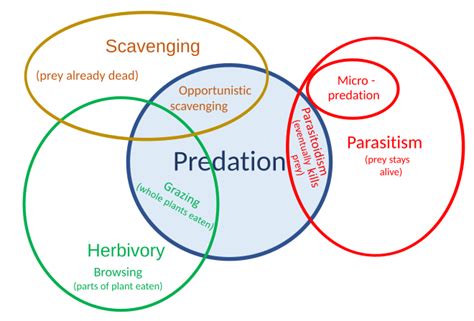 Predation Wikipedia
