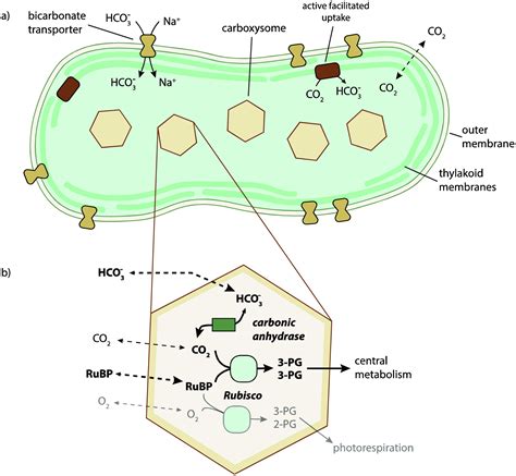 New Discoveries Expand Possibilities For Carboxysome Engineering Pmc