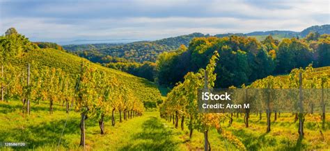 오스트리아와 슬로베니아 국경에 위치한 매력적인 지역인 사우스 스티리안 와인 로드를 따라 위치한 포도밭은 녹색 언덕 포도밭 그림 같은 마을 와인 선술집을 갖추고 있 0명에