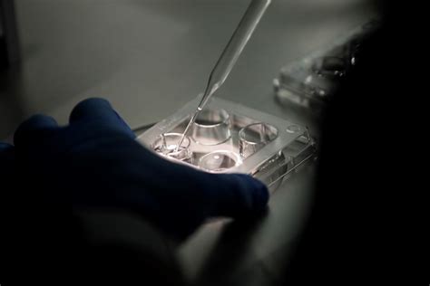 La Llegada De La Inteligencia Artificial A La Reproducción Asistida