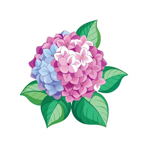 Charming Hydrangea Plant With Colorful Blooms 57395564 Vector Art At