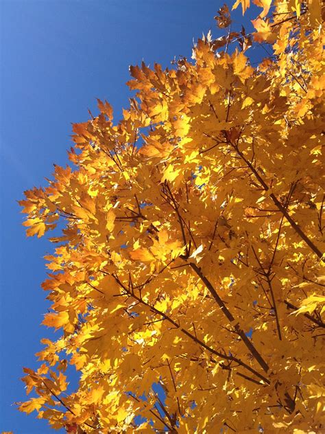 PHILLY TREES CATCHING COLOR