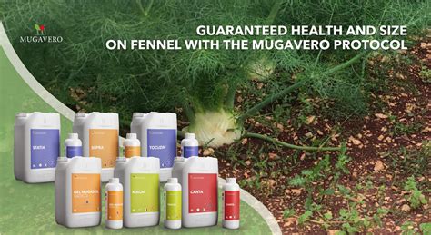 Health And Size On Fennel With The Mugavero Protocol Mugavero
