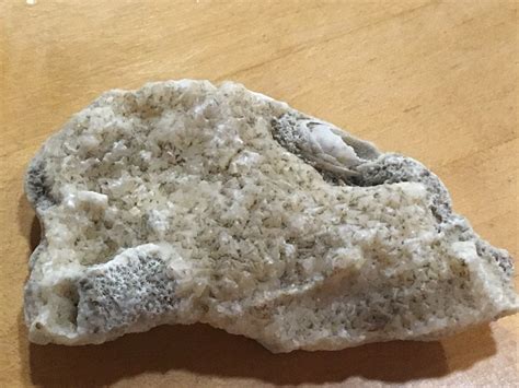 Coral Or Sponge Fossil Id The Fossil Forum