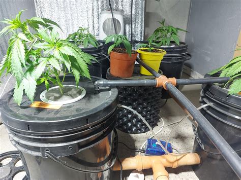 Primer Semana En Hidro Sistema Rdwc Casero Rargentos