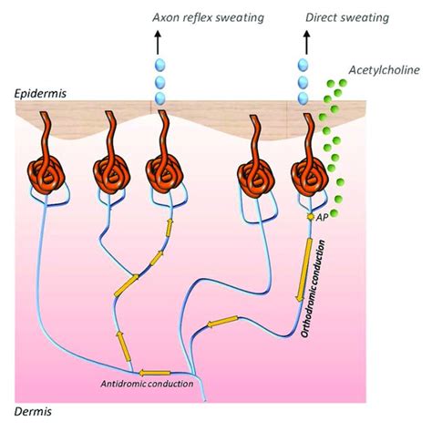 Pdf The Investigation Of The Cardiovascular And Sudomotor Autonomic Nervous System—a Review