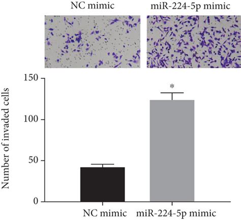 Overexpression Of Mir 224 5p Promotes Proliferation Migration And