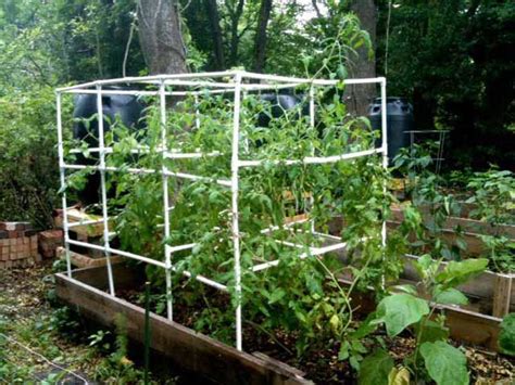 53 Tomato Trellis Designs Completely Free Treillis Jardin Projets