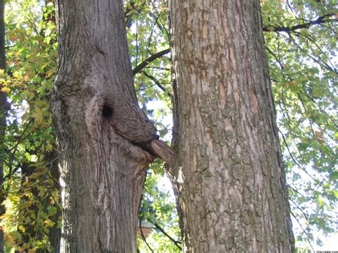Tree Porn Nsfw R Pareidolia