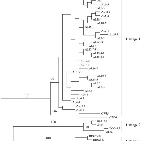 maximum parsimony tree based on the concatenated sequences of four dna