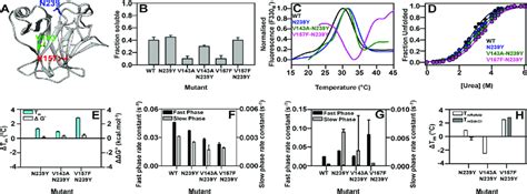 Characterisation Of An N239y Global Suppressor In Dna Binding Domain Of