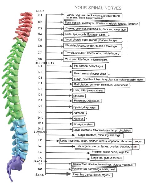 Could It Be Your Back Thats Causing Your Health Problem The Breath