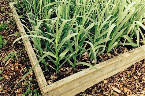 How To Use Treated Pine For Garden Edging Ultimate Backyard