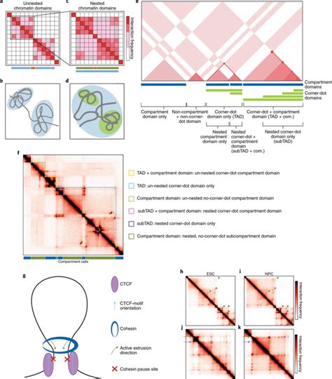 On The Existence And Functionality Of Topologically Associating Domains Nature Genetics X Mol