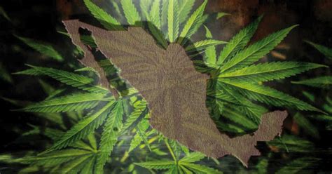 El NarcotrÁfico En MÉxico Zuleyka Franco