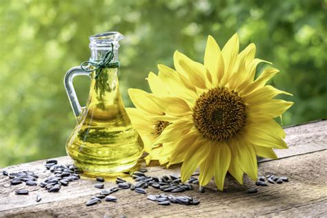 Sunflower Oil Early Path International
