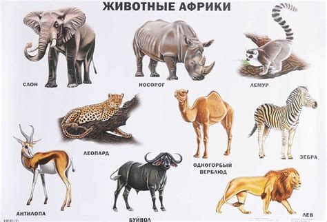 Фото картинки животные Африки