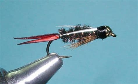 Prince Nymph One Of The Best In Royalty