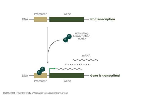 Transcription Factor Binding To Dna — Science Learning Hub