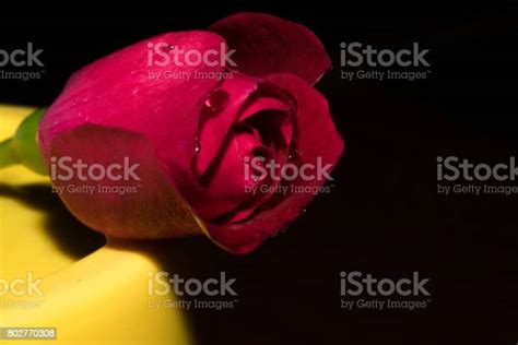 밝은 붉은 꽃잎에 맑은 물 방울을 볼 수 있습니다 작은 장미 꽃 어두운 배경 매크로 0명에 대한 스톡 사진 및 기타 이미지