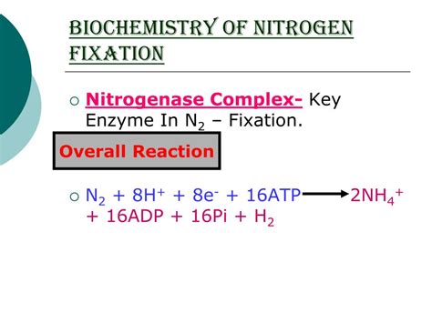 Ppt Nitrogen Metabolism Fixation Powerpoint Presentation Free Download Id 3721303