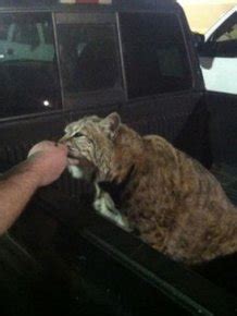 Anti Theft System Others