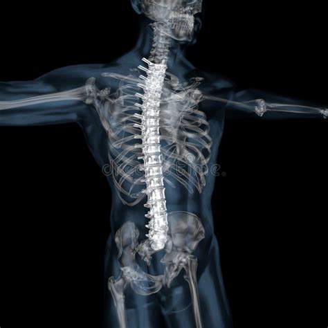 Carta Del Reflexology De La Columna Vertebral Ilustración Del Vector