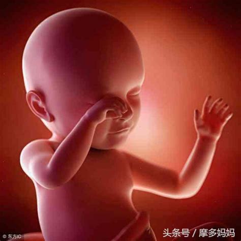 胎兒性別是受精那一刻就決定了，還是之後某個時間段決定的？ 每日頭條