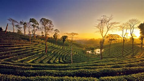 Assam Fields Wallpapers Wallpaper Cave