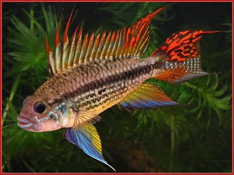 Apistogramma Dwarf Cichlids In The Aquarium Planted Aquarium One