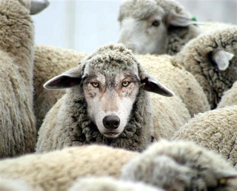Wolves In Sheeps Clothing Quotes Quotesgram