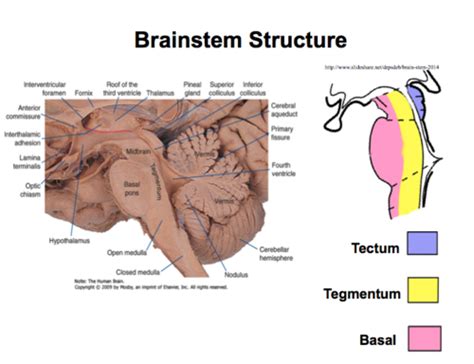 Extrapyramidal System Anatomy