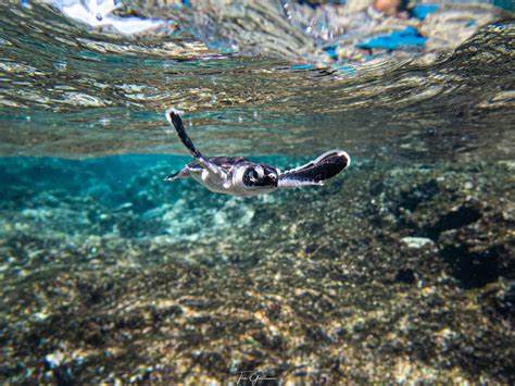 Biologie Marine Les Tortues Nonoche Cours Théorique De Plongée