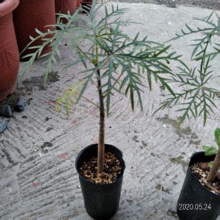 Jatropha Multifida Linn