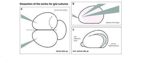 Schematic Of Cortex Dissection A Whole Brain And Dissection Of One Download Scientific