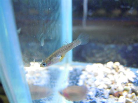 Gambusia affinis (Гамбузия обыкновенная) | ВСЕ О ПРЕСНОВОДНЫХ РЫБАХ