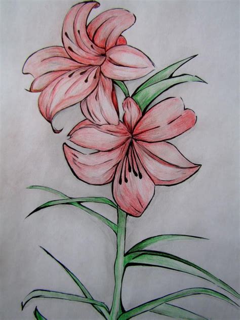 Как нарисовать лилию поэтапно 7 уроков Flower Tattoo Lotus Flower Tattoo Flowers