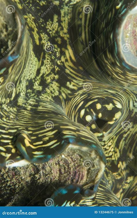 Giant Clam Tridacna Gigas Bivalve Mollusk Stock Image Image Of