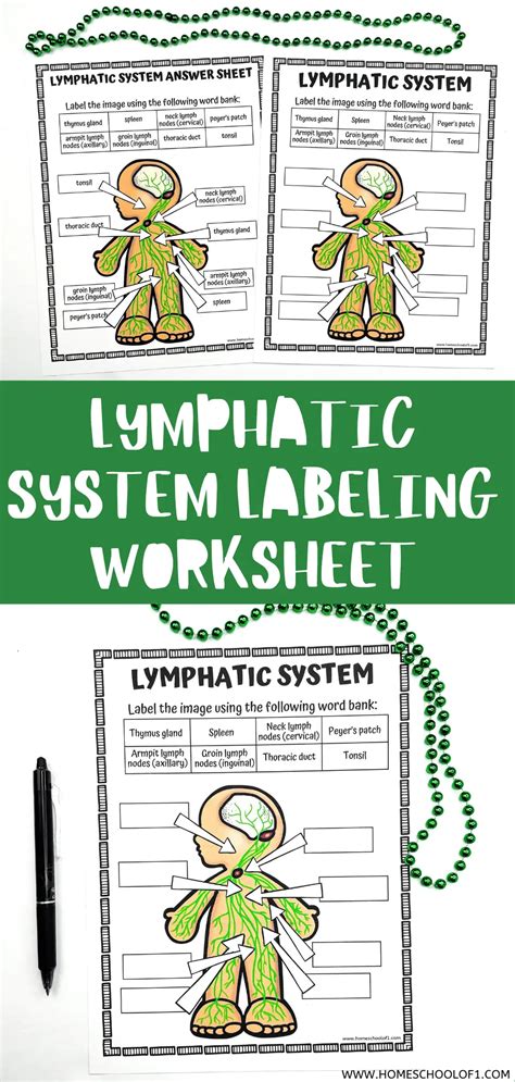 Lymphatic System Worksheet Immune And Lymphatic System
