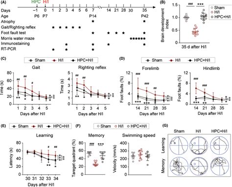 Hypoxic Preconditioning Hpc Alleviates Hi‐induced Brain Atrophy And