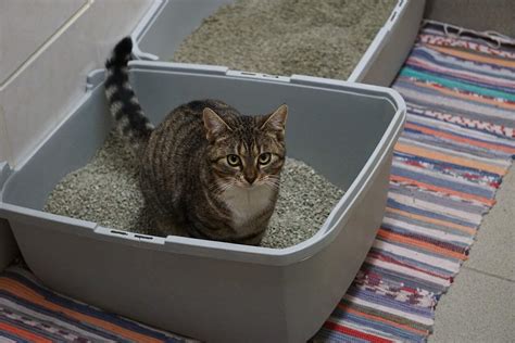 Guide To Crystals In Cat Urine Causes And Treatments