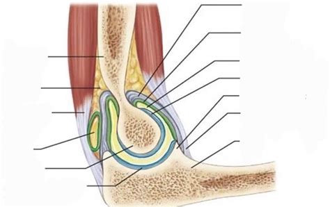 Elbow Joint Diagram Quizlet