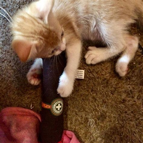 Meowijuana® Catnip Cigar Toy By Smarterpaw® Meowijuana A Catnip