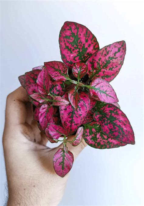 18 Houseplants With Spotted Leaves Indoor Garden Web