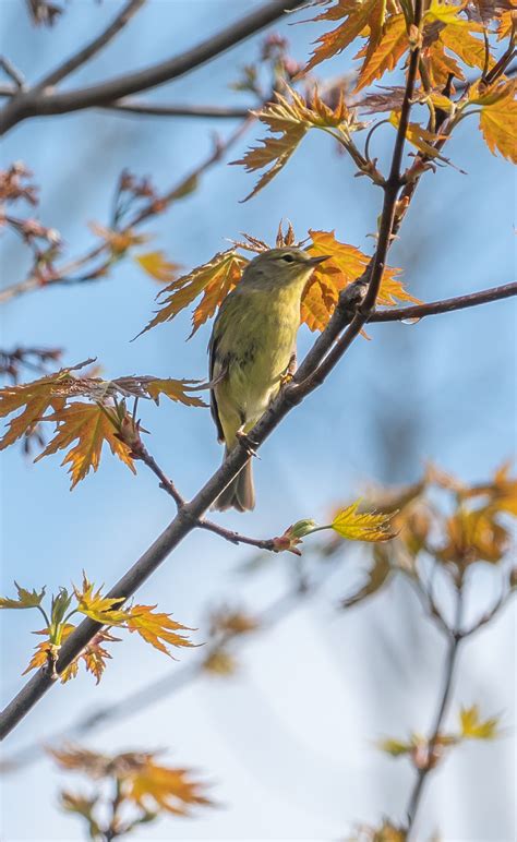 Scarlet Tanager Orange Crowned Warbler And Bay Breasted Warbler At