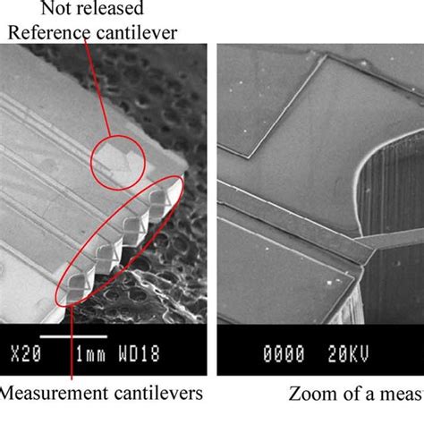 Optical Microscope Photograph Of The Piezoresistive Microcantilever Download Scientific Diagram