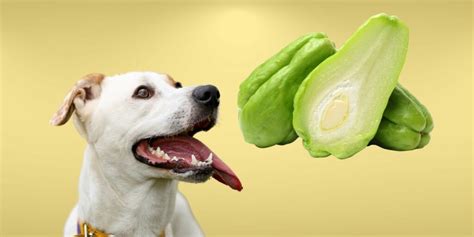 Can Dogs Eat Pepper The Risks And Dangers