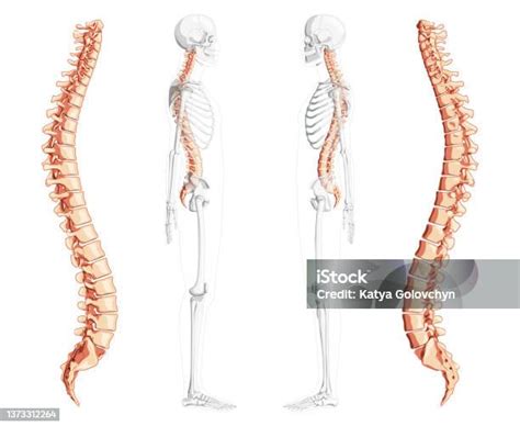 부분적으로 투명한 골격 위치 척수 흉부 요추 척추 사골 및 미골을 가진 인간의 척추 기둥 측면 보기 벡터 플랫 천연 색상 사실적인 고립 된 일러스트 해부학 척추 신체 부분에